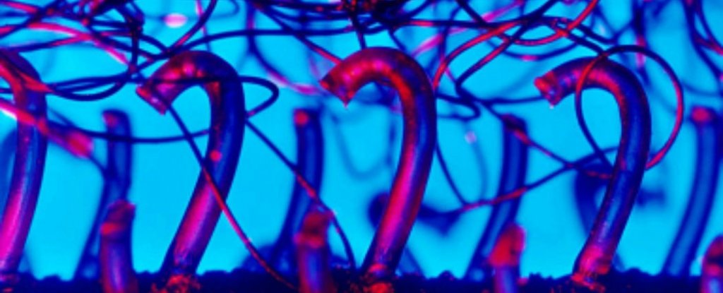 New Lab-Grown Heart Tissue Sticks Together Like Velcro : ScienceAlert