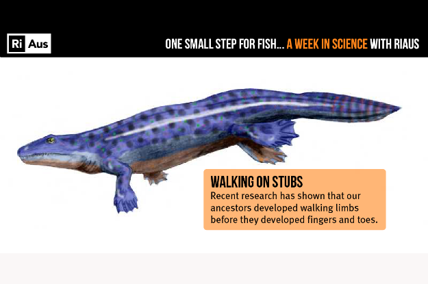 WATCH: How Did Walking And Breathing First Evolve? : ScienceAlert