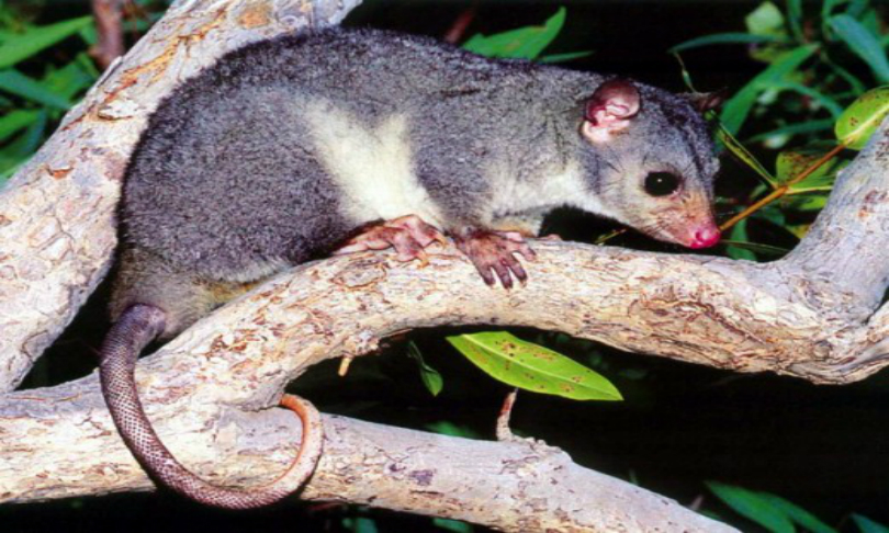 The scaly-tailed possum is back